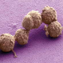 Synthia: playing God in a sandbox | Microbiology Society