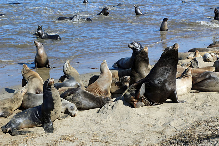 New microbes discovered in bharals, sea lions and mangroves