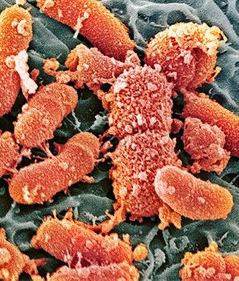 Registration for the Protein Secretion at the Host-Pathogen interface ...