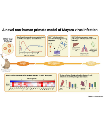 A Novel Non-human Primate Model of Mayaro Virus Infection ...