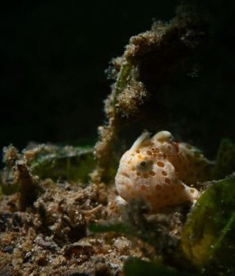 The gut microbiome of deep-sea fish is a potential treasure trove for ...