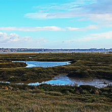 Microbial acetaldehyde degraders act as carbon sinks in freshwater ...