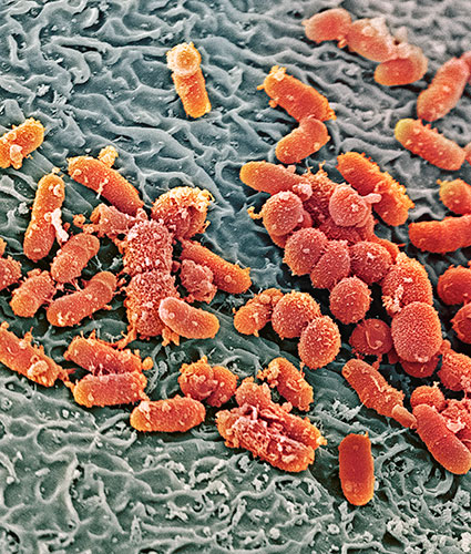 Protein Secretion at the Host-Pathogen Interface abstract submission ...