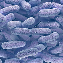 Cell–Cell Communication in Bacteria: Fundamental and Applied Aspects ...