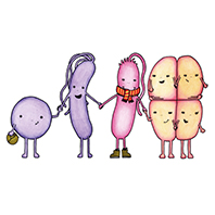 Schoolzone: Meet the Microbes | Microbiology Society