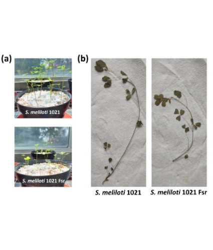 A key bacterial transporter for antibiotic resistance and plant symbiosis