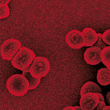 Journal of Medical Microbiology - JMM Profiles Editor: call for ...