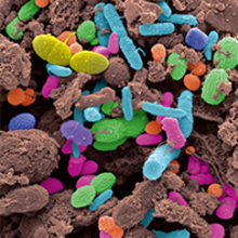 Policy: Exploring the potential of microbiome research | Microbiology ...