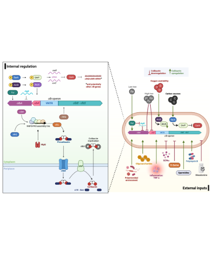 Regulation of a carcinogenic genotoxin