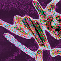 Killer microbes in movies | Microbiology Society