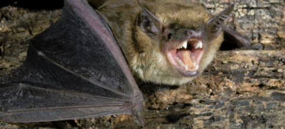 2025 highlights: What the Society achieved during the year