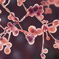 Candida and Candidiasis 2021 – posters available to view | Microbiology ...