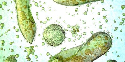 What is microbiology? | Microbiology Society