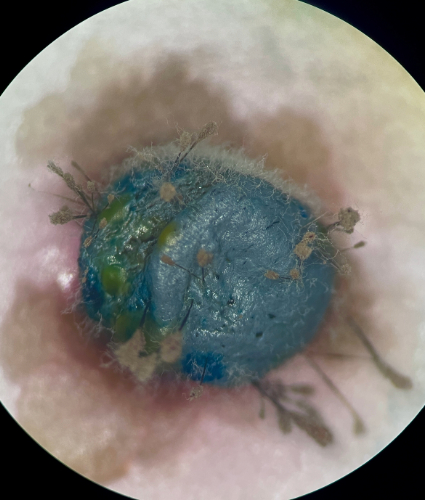 Hitchhiker’s Guide to the Plastisphere: exploring the role of ...