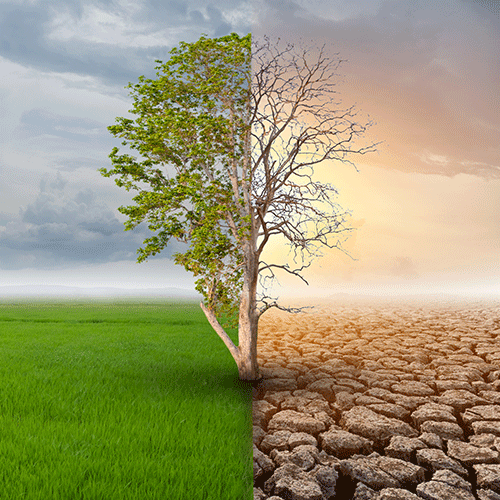 Climate Change: Microbes as Our Allies