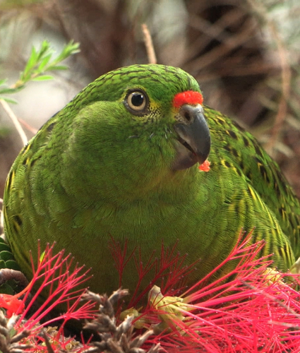 Curious Discovery: A Quarantine Plant Pathogen Infection in Australia’s ...