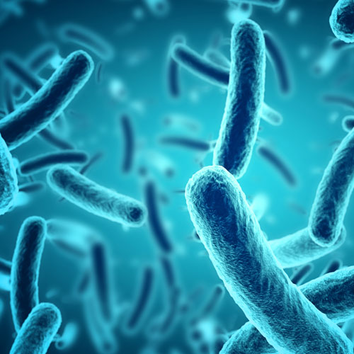 How many bacterial pathogens are there?