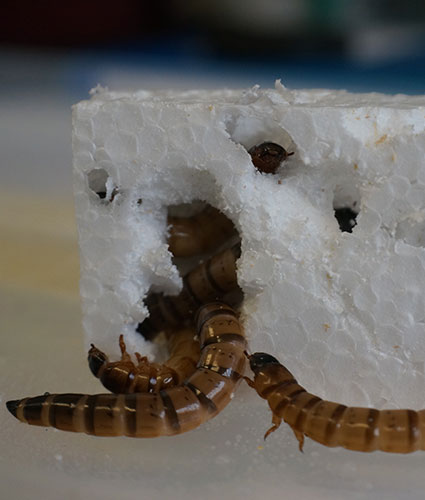 University of Queensland discovers Superworms capable of munching ...