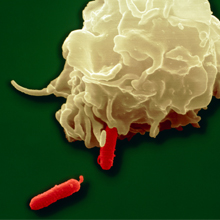 Focused Meeting 2016 – Irish Division: Exploring the Microbe–Immune ...