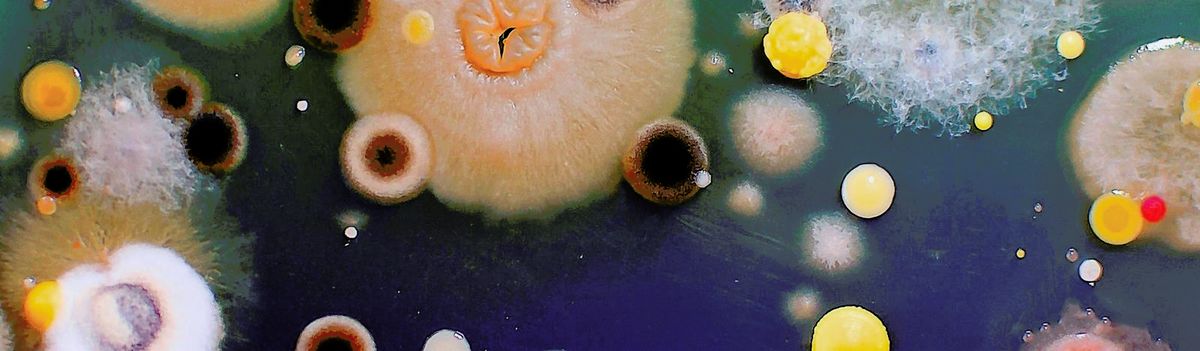 Understanding and predicting microbial evolutionary dynamics 2025
