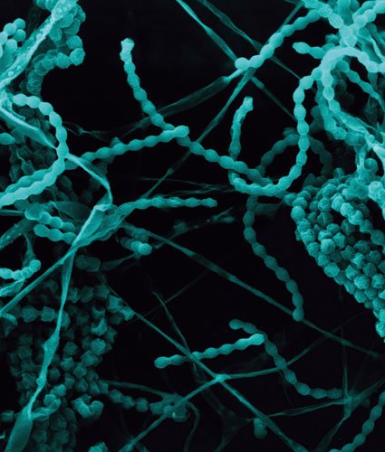 Transition milestones: our Open Access journey