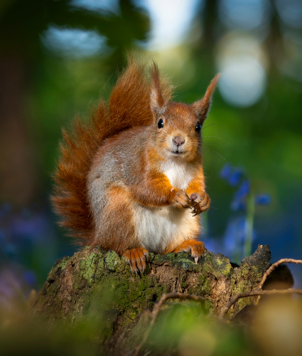 Scientists are unravelling the secrets of red and grey squirrel competition